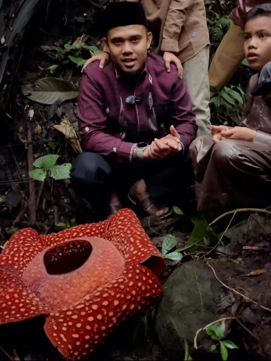 Bunga Rafflesia Arnoldii Mekar di Limapuluh Kota - Koran Padang ...